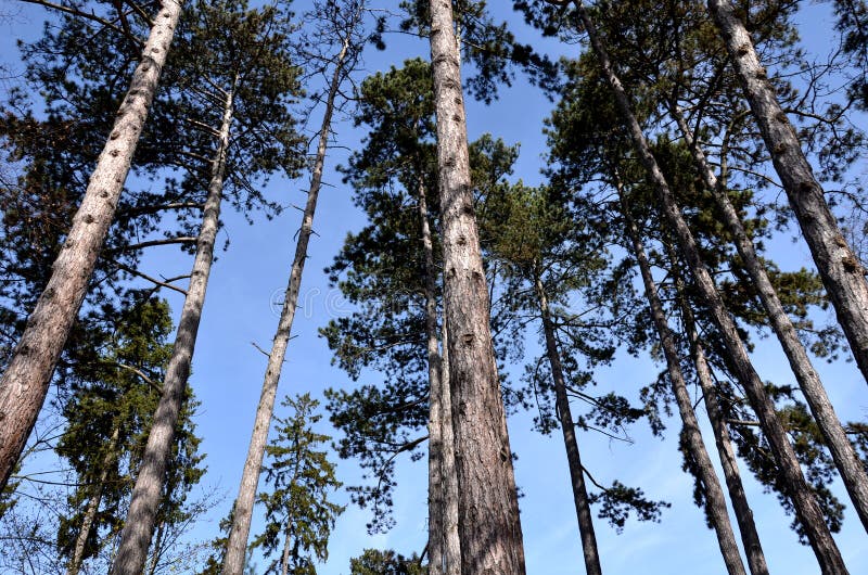Stout Tree Growing Up To 40 Meters. the Bark is Gray-black To Yellow ...