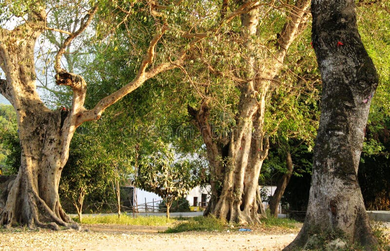 Stout trees stock photo. Image of hard, stout, massive - 5861812