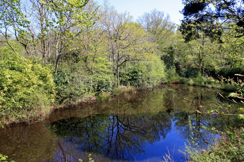 Stove Country Park stock image. Image of trees, devon - 45959391