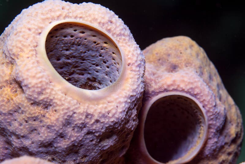 Stove pipe sponge stock image. Image of stove, roatan - 17425439