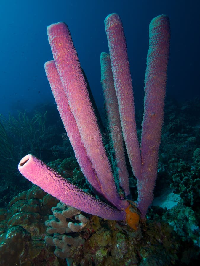 Purple Stove-pipe Sponge, Aplysina Archeri, in Bonaire. Caribbean ...