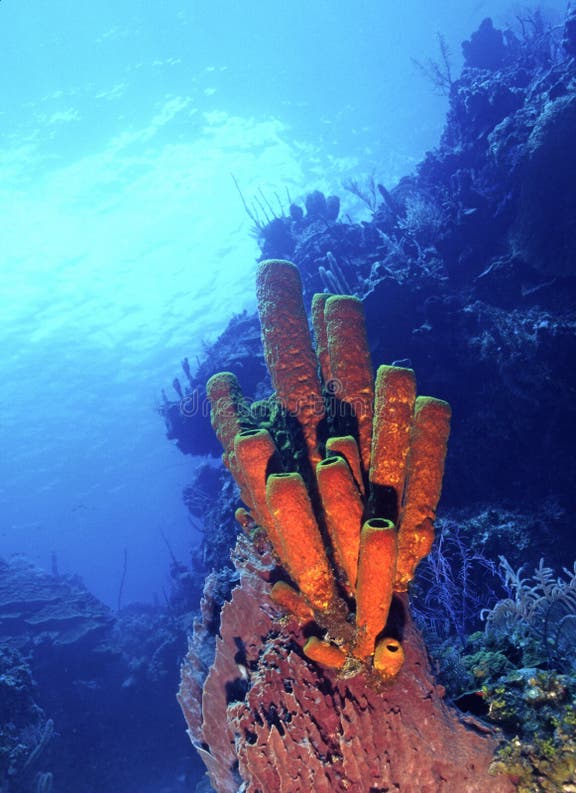 Stove pipe sponges stock image. Image of scuba, ocean - 2697967