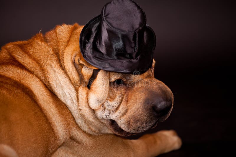 Stovepipe El Tener Cuidado Con Del Perro De Sharpei Foto de archivo ...