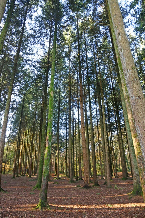 Stover Country Park, Devon, in Autumn Stock Photo - Image of landscape ...