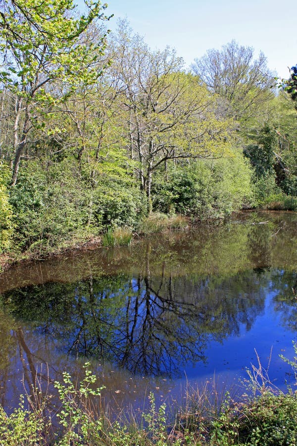 Stover Country Park Lake. DEVON Uk Stock Photo - Image of canalis ...