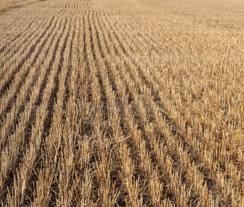 Stover on the field stock image. Image of harvest, natural - 264240349