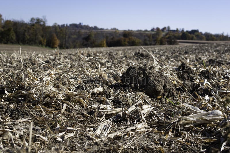 Stover Left in a Harvested Corn Field Stock Image - Image of ...