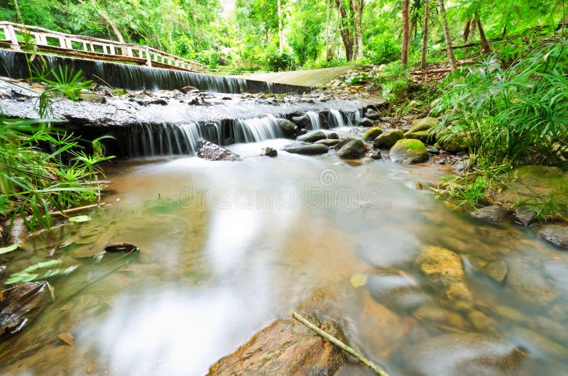 Tropiska regnskogar fotografering för bildbyråer. Bild av förnya - 26198671