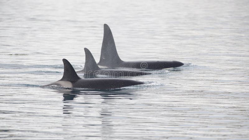 1,093 Orki Zdjęcia - Bezpłatne i z licenncją Royalty-Free Zdjęcia od ...