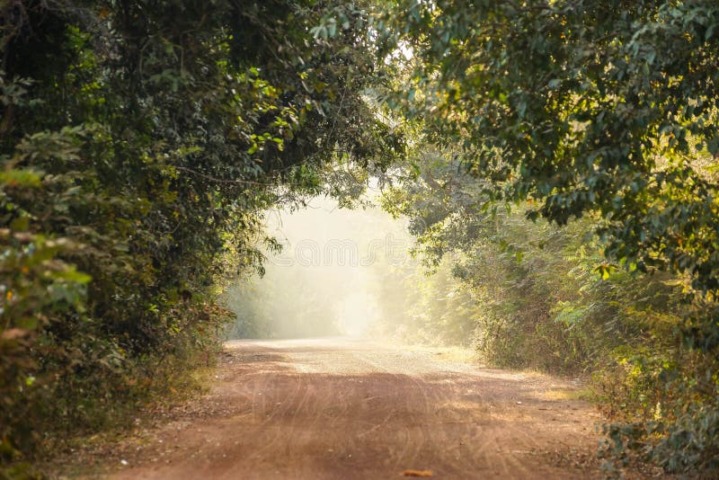 Die Straße zu einem Baum stockbild. Bild von schön, frühling - 75286643
