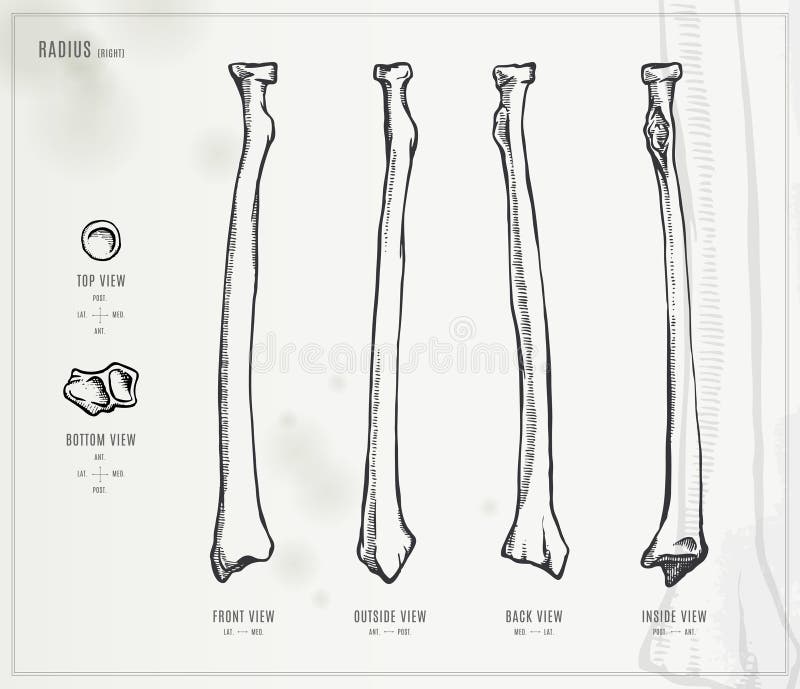 Straal vector illustratie. Illustration of vector, kunstwerk - 56053828