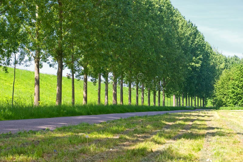 Straat Langs Een Rij Van Bomen Stock Foto - Image of limburger, seizoen ...