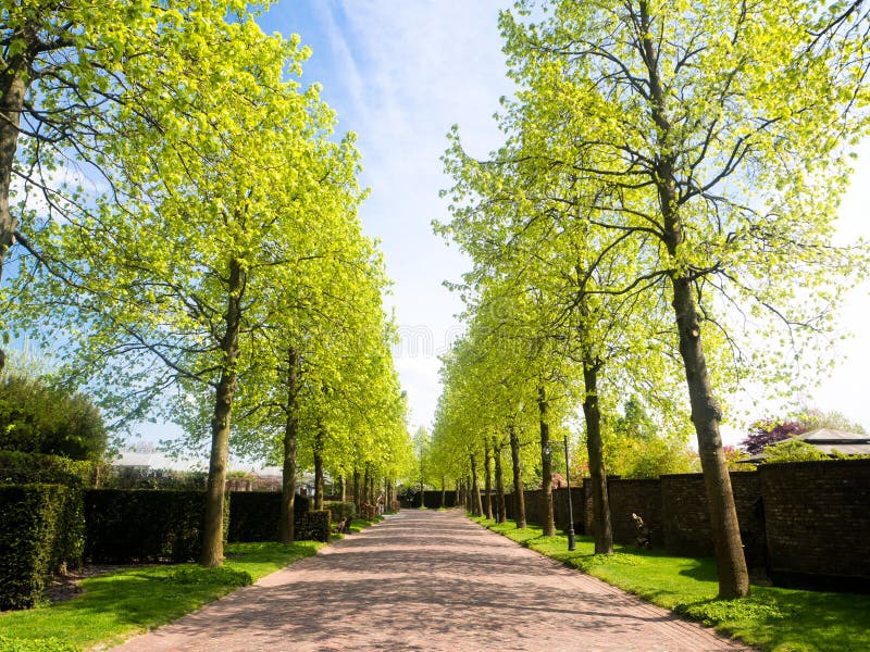 Straat Met Bomen in De Lente Stock Foto - Image of gazon, jong: 53585228