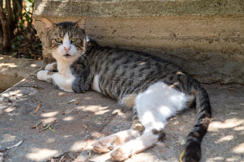 Gestreepte Katkat Bij Zonsondergang In Het Dorp Stock Foto - Afbeelding ...
