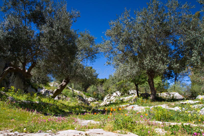 Antica strada con ulivi immagine stock. Immagine di europa - 30643985