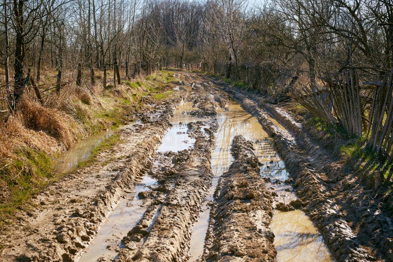 Strada Fangosa Nella Foresta Immagine Stock - Immagine di background ...