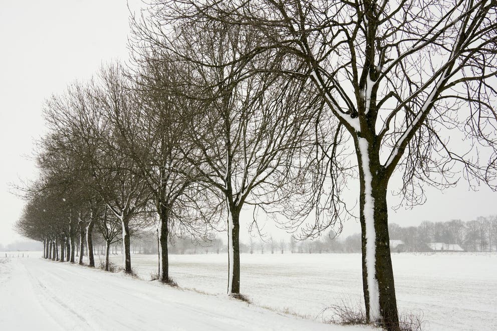 Strada con gli alberi immagine stock. Immagine di alberi - 32997965