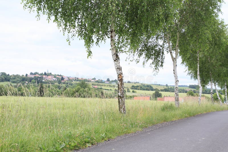 Strada con gli alberi immagine stock. Immagine di betulle - 41841373