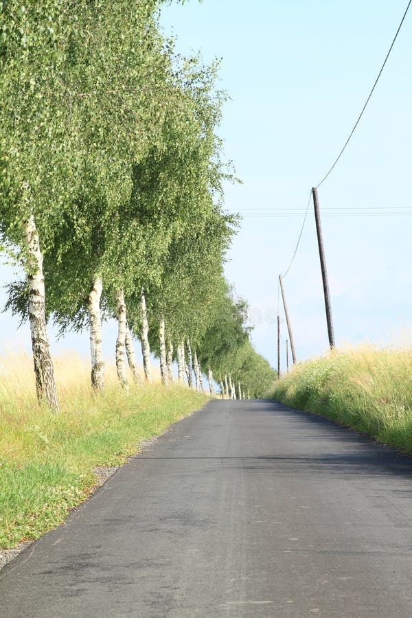 Strada con gli alberi immagine stock. Immagine di alberi - 42409959