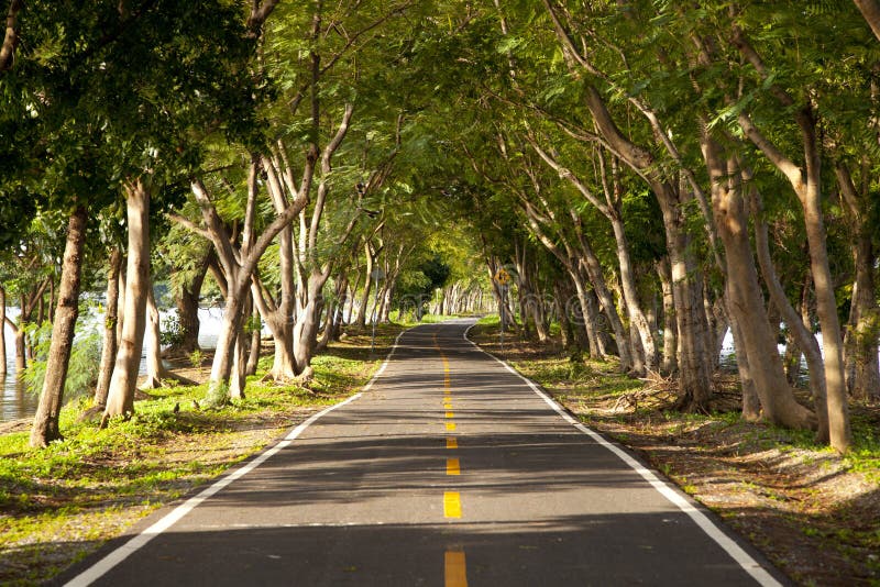 Strada Con Gli Alberi Da Entrambi I Lati Immagine Stock - Immagine di ...