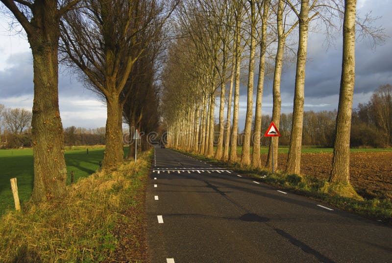 Strada con i pioppi immagine stock. Immagine di strada - 26512987