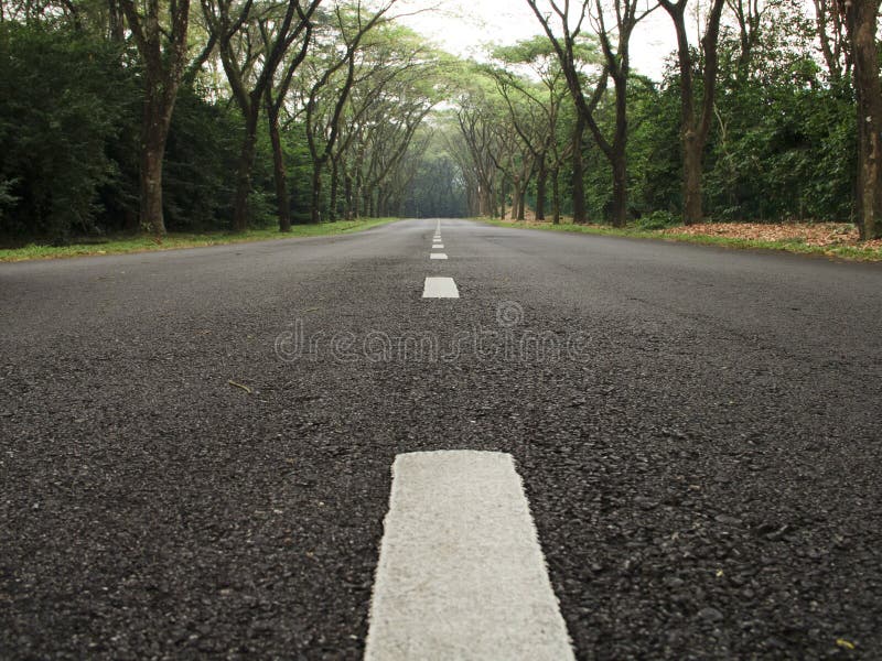 Strada Asfaltata Con Alberi Fotografia Stock - Immagine di catrame ...