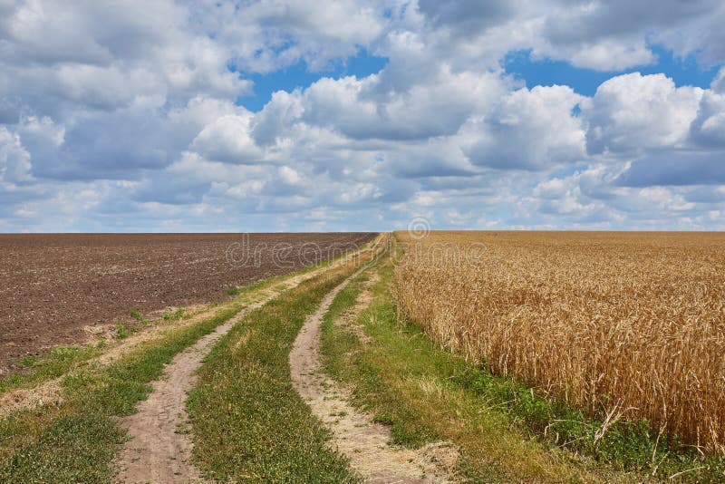 Strada Rurale Della Campagna Attraverso I Campi Con Grano Immagine ...