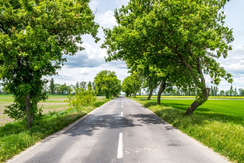 Piccola Strada Della Campagna Con Gli Alberi Da Entrambi I Lati ...