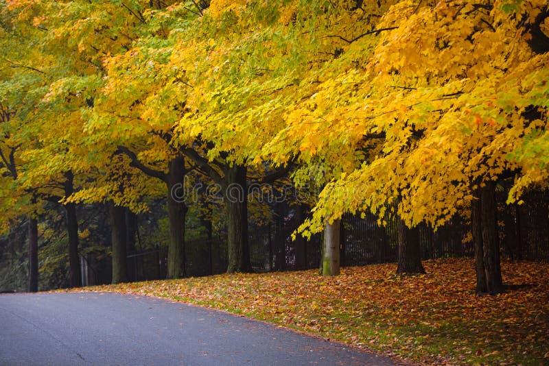 Strada Di Caduta Con Gli Alberi Variopinti Immagine Stock - Immagine di ...
