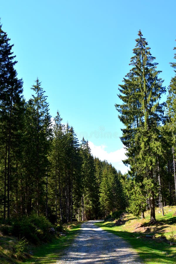 Strada E Paesaggio Nelle Foreste Della Transilvania, Moeciu, Romania ...