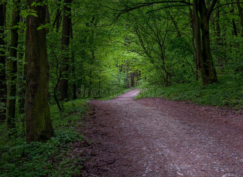 Strada in Foresta Scura Mistica Immagine Stock - Immagine di foschia ...