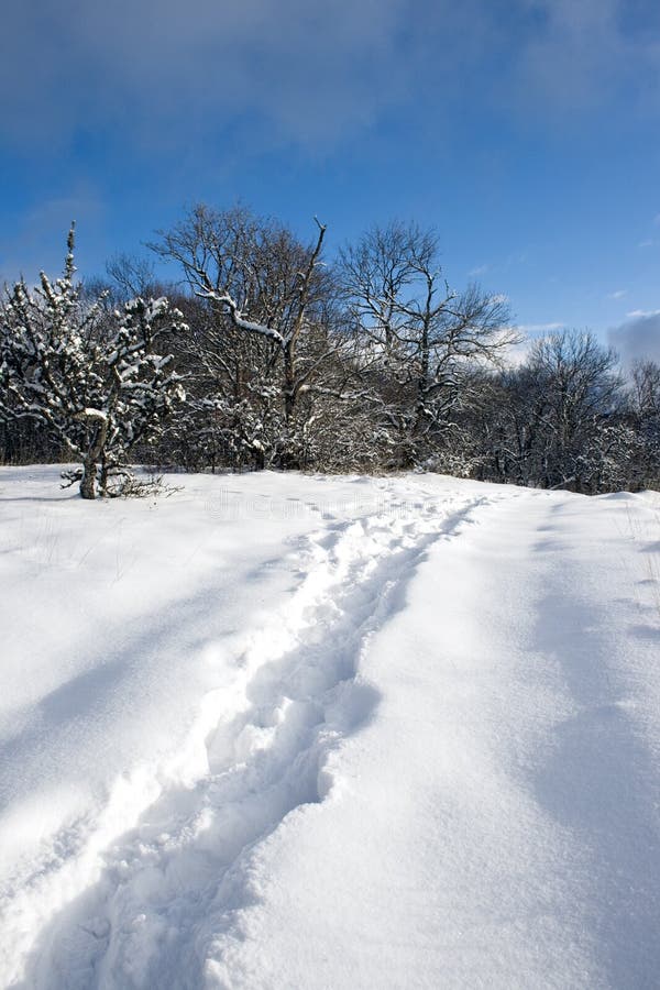 Strada innevata fotografia stock. Immagine di parco, gelo - 13589308