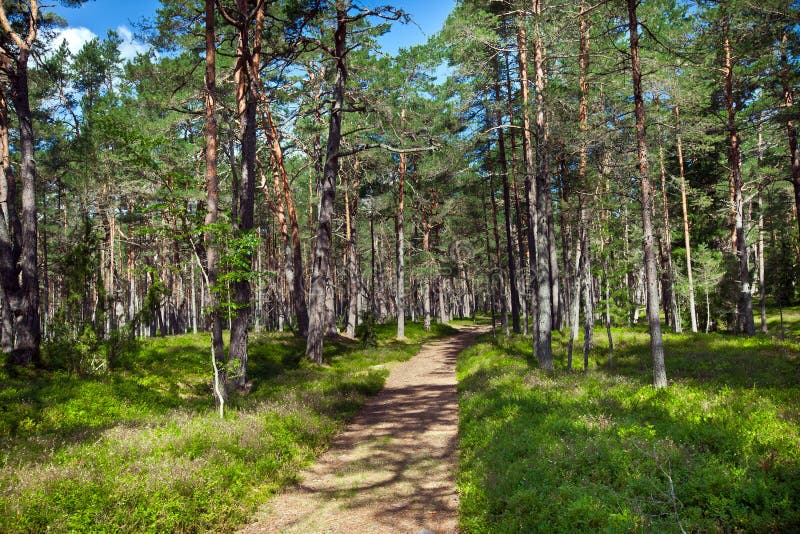 Strada nella foresta fotografia stock. Immagine di alberi - 27257298