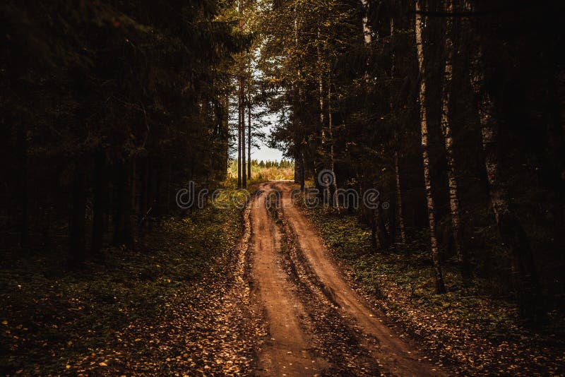Strada nella foresta fotografia stock. Immagine di bellezza - 44306642