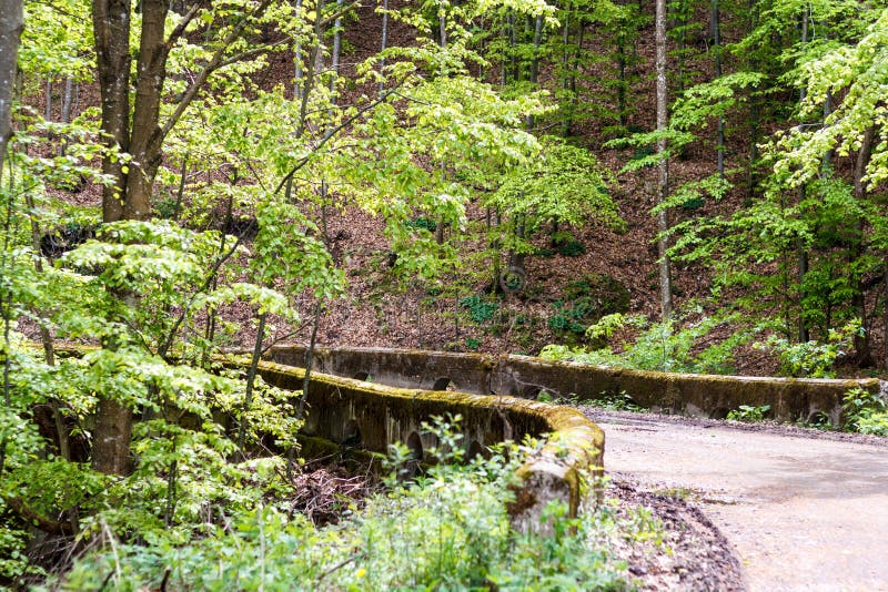 Strada nella foresta fotografia stock. Immagine di luce - 70831220