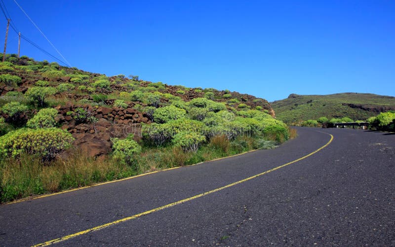 Foresta Nel Parco Nazionale Di Garajonay, La Gomera Fotografia Stock ...