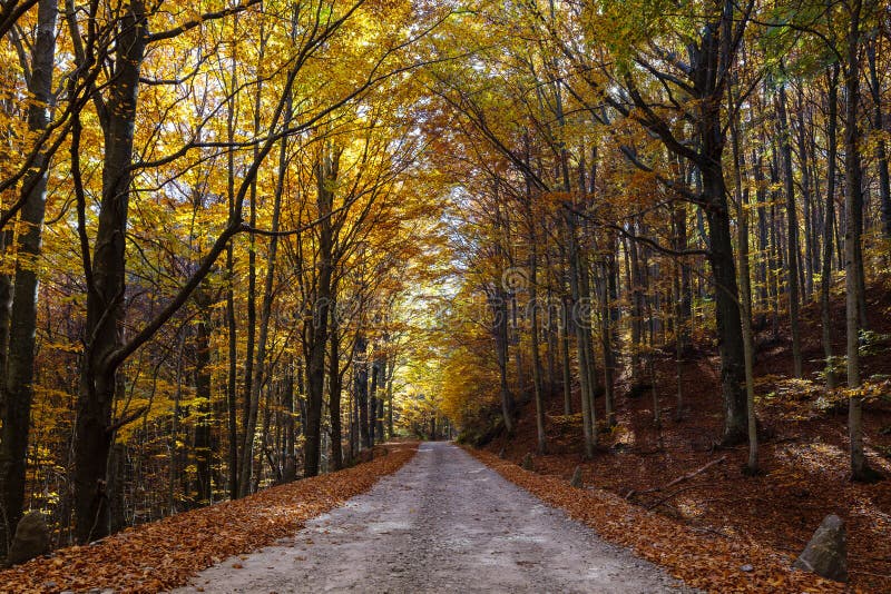 Strada Sotto Gli Alberi in Autunno Fotografia Stock - Immagine di ...