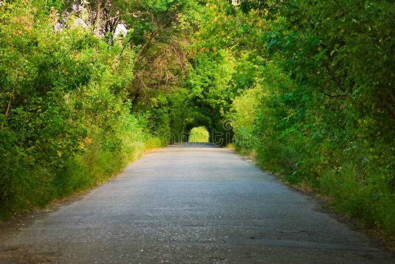 Strada Asfaltata Lunga Con Gli Alberi Verdi Immagine Stock - Immagine ...