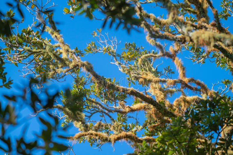 Straggly Branches Lichen Coversed Making and Untidy Nature Pattern ...