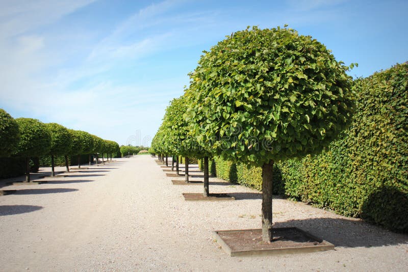 Straight Alley with Circle Trimmed Trees on the Sides with Blue Sky in ...
