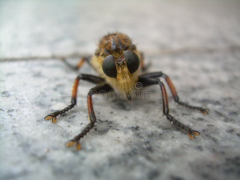 164 Extreme Magnification Stone Stock Photos - Free & Royalty-Free ...