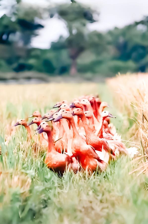Straight Angle View. a Charming Line of Ducks in Paddy Fields Stock ...
