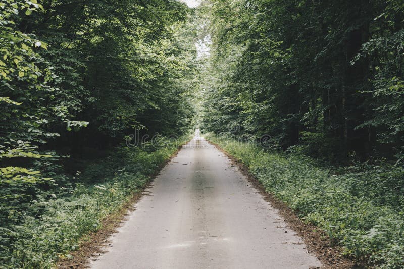 Straight Asphalt Road through a Green Forest Stock Image - Image of ...