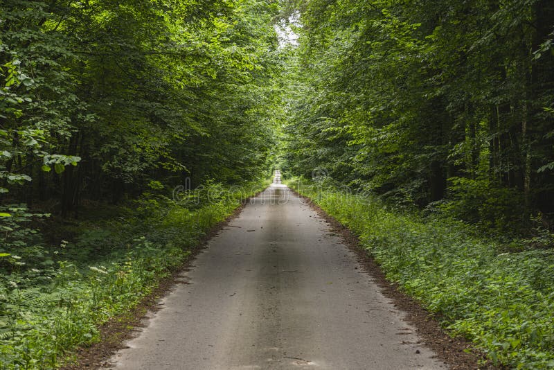 Straight Asphalt Road through a Green Forest Stock Image - Image of ...