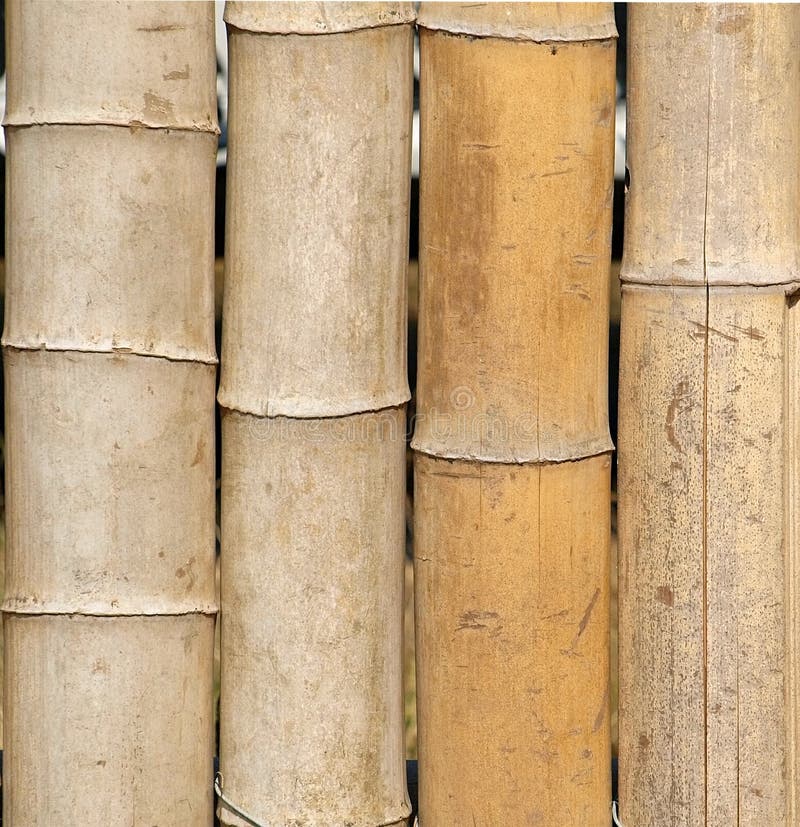Bamboo Poles in Symmetrical Rows for Creeping Vine Plant Farming. Stock ...