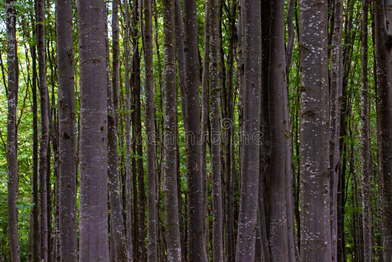 Straight Beech Stems in the Forest Stock Photo - Image of fall, stems ...
