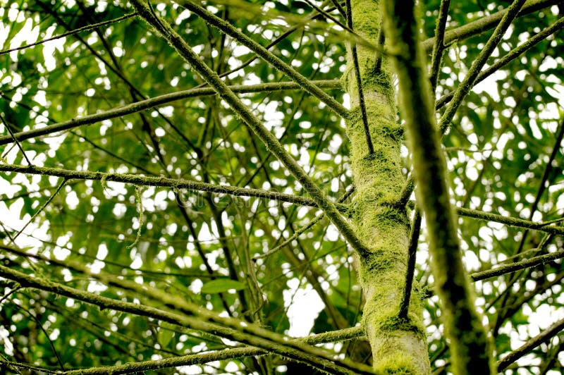 Branches Picture. Image: 3059611