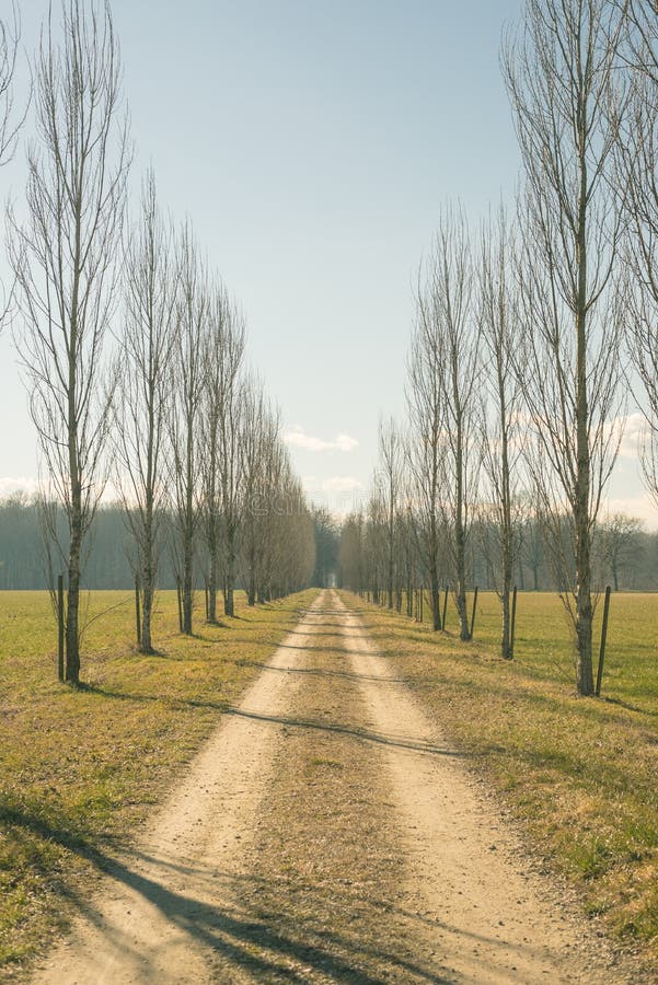 Straight Dirt Road with Row of Trees Stock Image - Image of grass ...