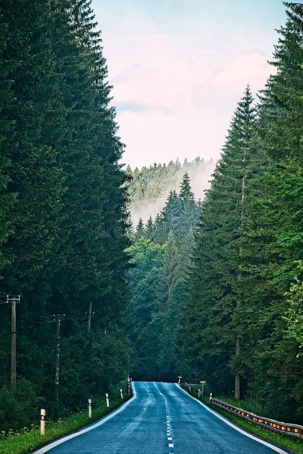 Straight Empty Road in Forest Stock Photo - Image of travel, green ...
