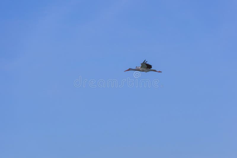 Straight Flying White Stork in Blue Sky Stock Image - Image of flying ...